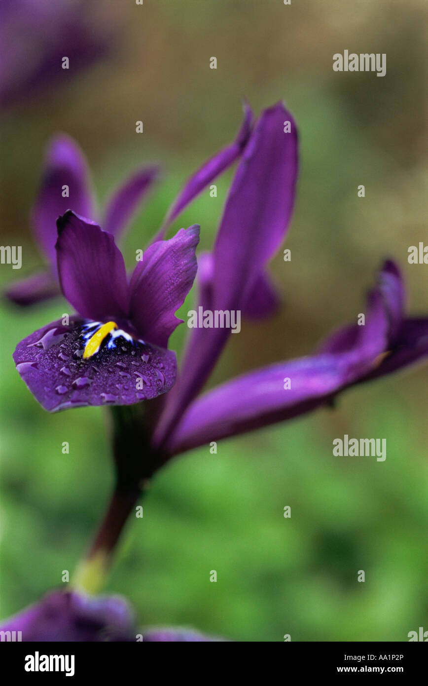 Miniature flower size hi-res stock photography and images - Alamy