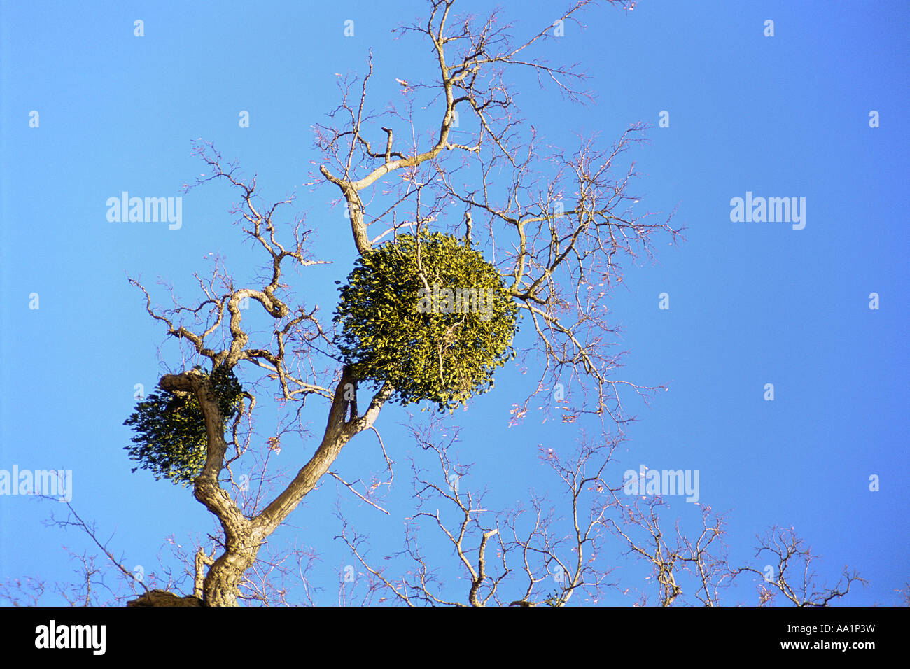 Mistletoe growing on a tree Stock Photo - Alamy
