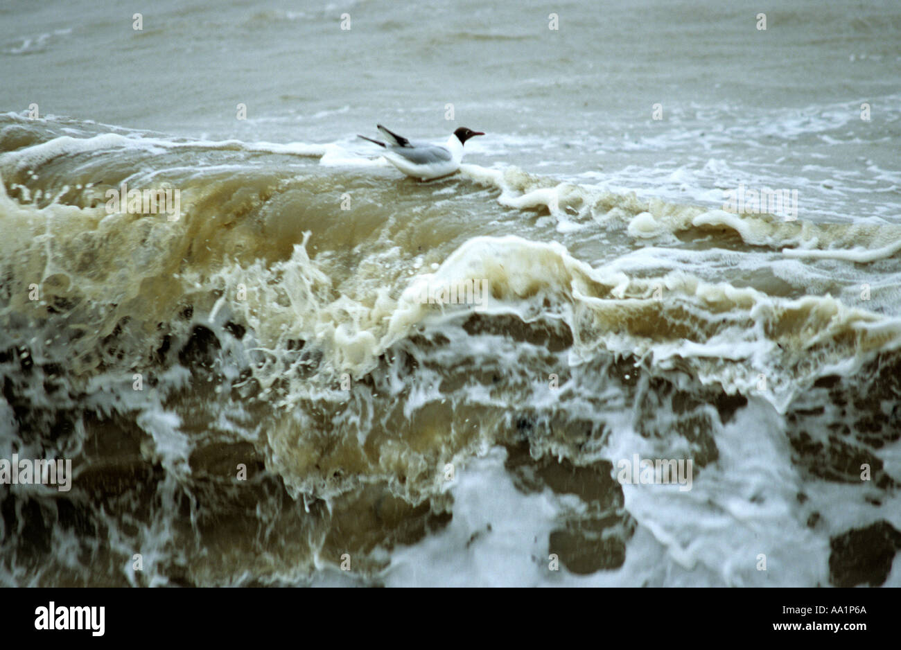 On the crest of a wave hi-res stock photography and images - Alamy