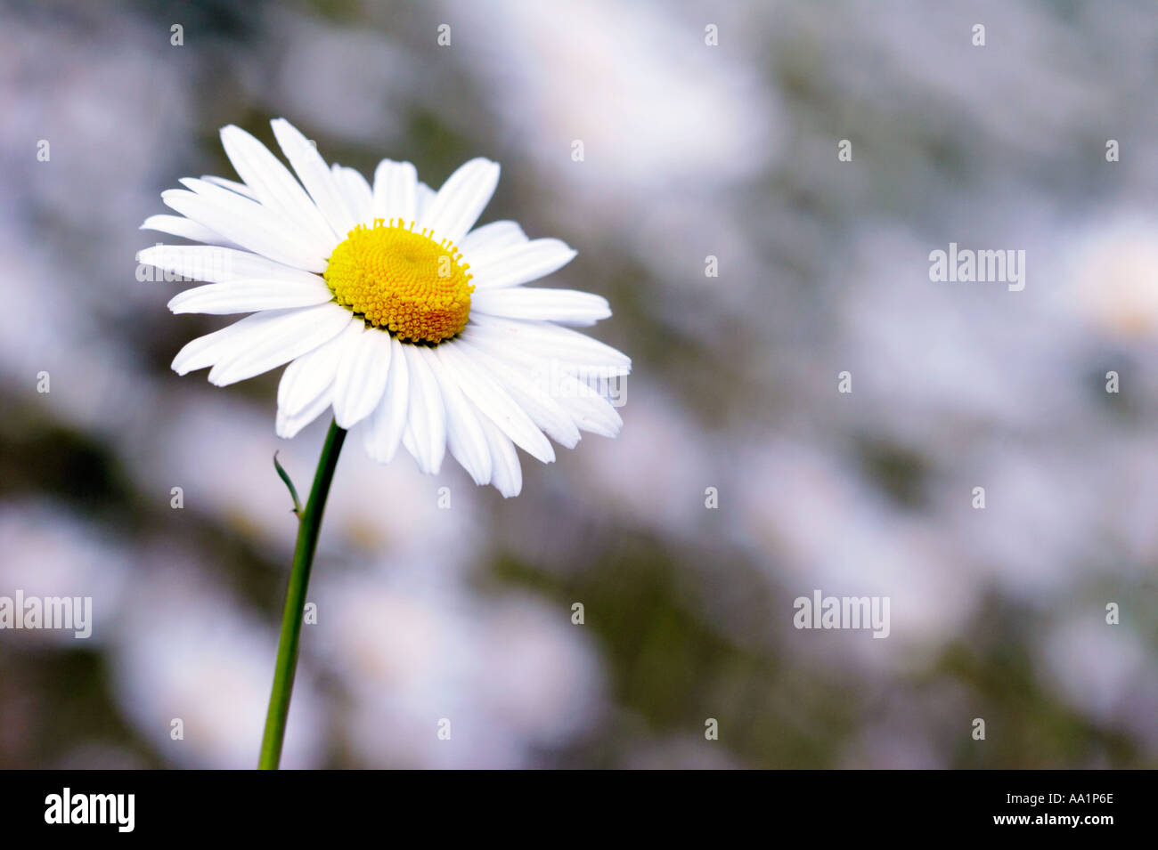 Daisy head hi-res stock photography and images - Alamy