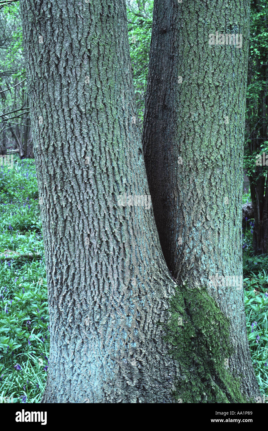 Twin trunk of ash tree Waresley Wood Cambridgeshire England Stock Photo ...