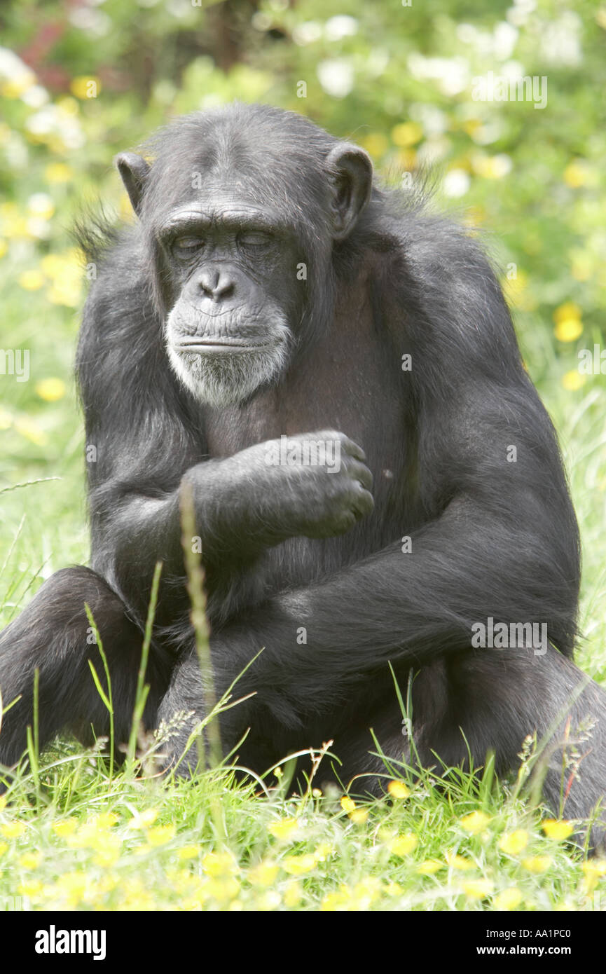 Zoo chester chimp hi-res stock photography and images - Alamy