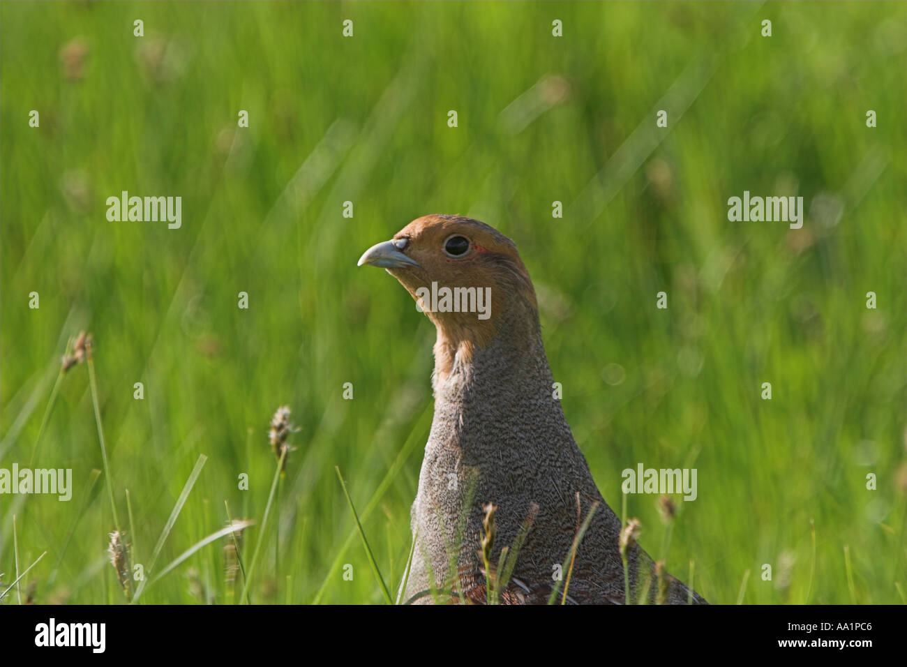 Head and neck of Grey Partridge in long grass Kent UK spring Stock ...