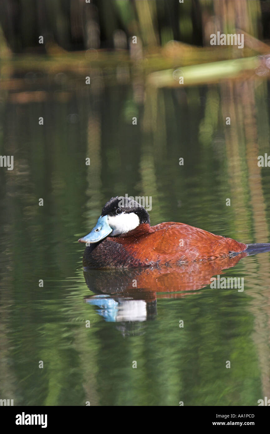 Ruddy duck uk male hi-res stock photography and images - Alamy