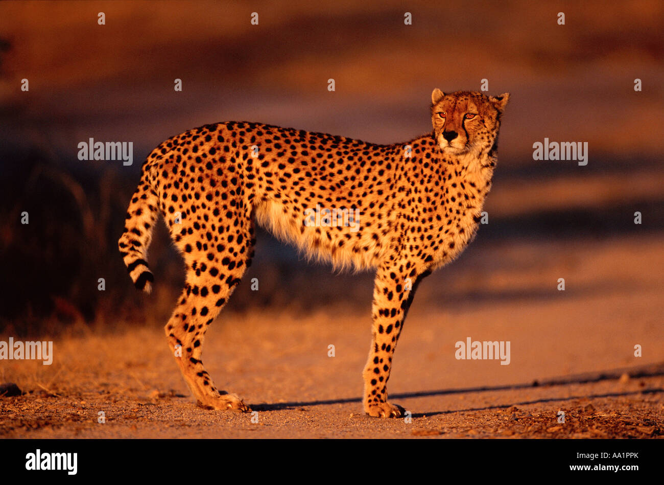 Images cheetah hi-res stock photography and images - Alamy
