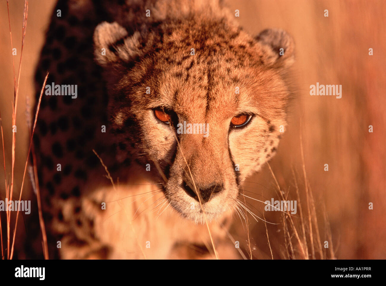Portrait of Cheetah Stock Photo - Alamy