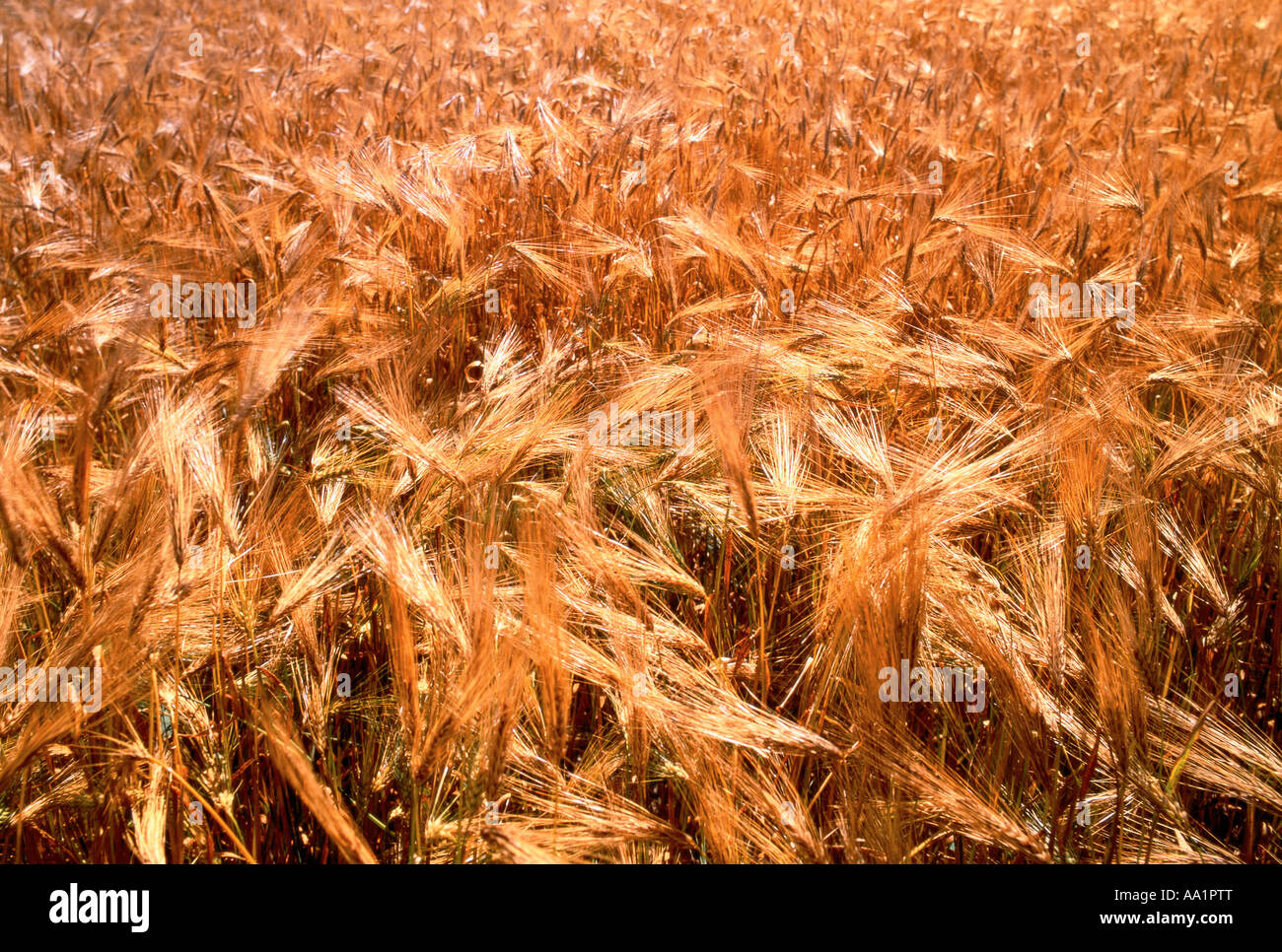 Barley Field, Huxley, Alberta, Canada Stock Photo - Alamy