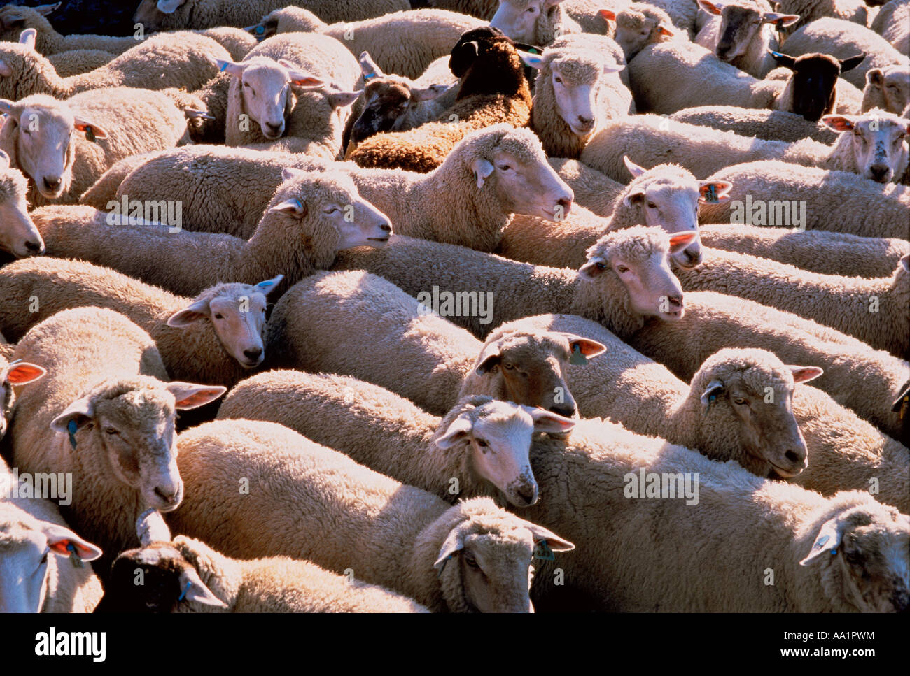 Sheep, Alberta, Canada Stock Photo - Alamy