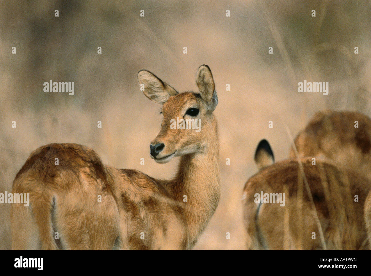 Female puku hi-res stock photography and images - Alamy