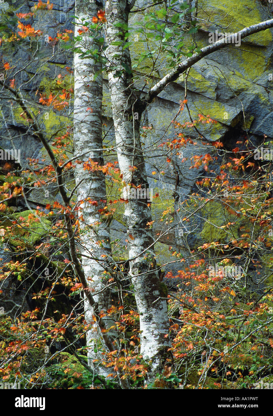 Aspen Trees and Moss Covered Rocks in Autumn, Cranbrook, British ...