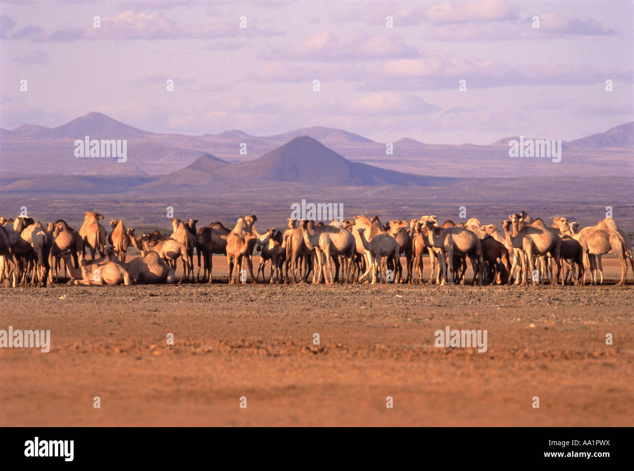 Train of Camels in the Chalbi Desert, Kenya Stock Photo - Alamy