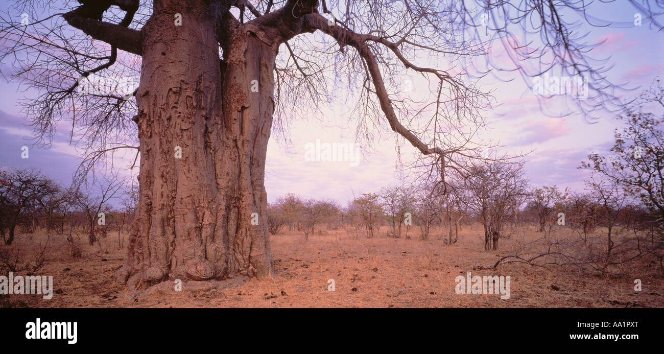 Baobab Tree, Botswana, South Africa Stock Photo - Alamy