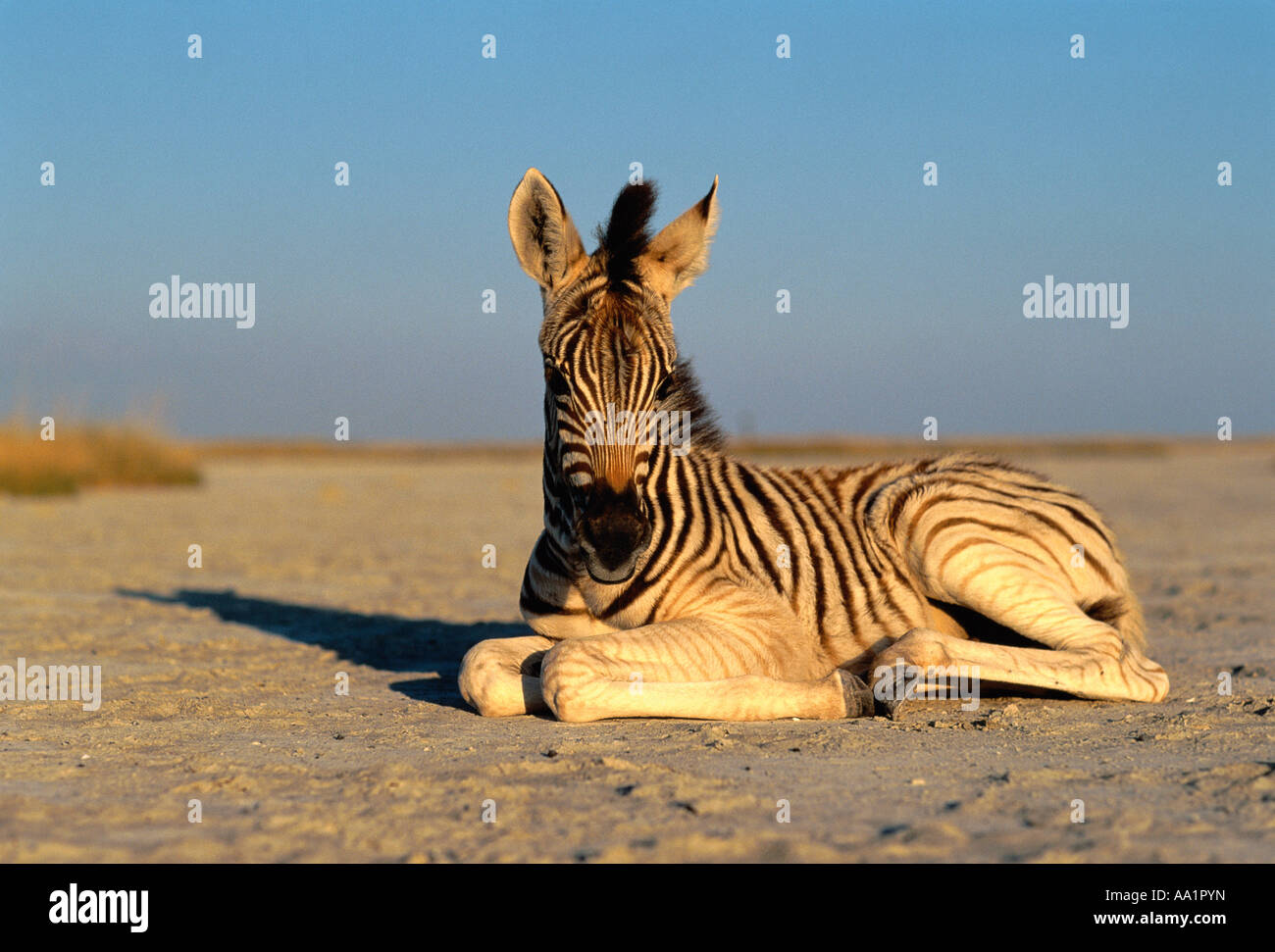 Laying Down Zebra High Resolution Stock Photography and Images - Alamy