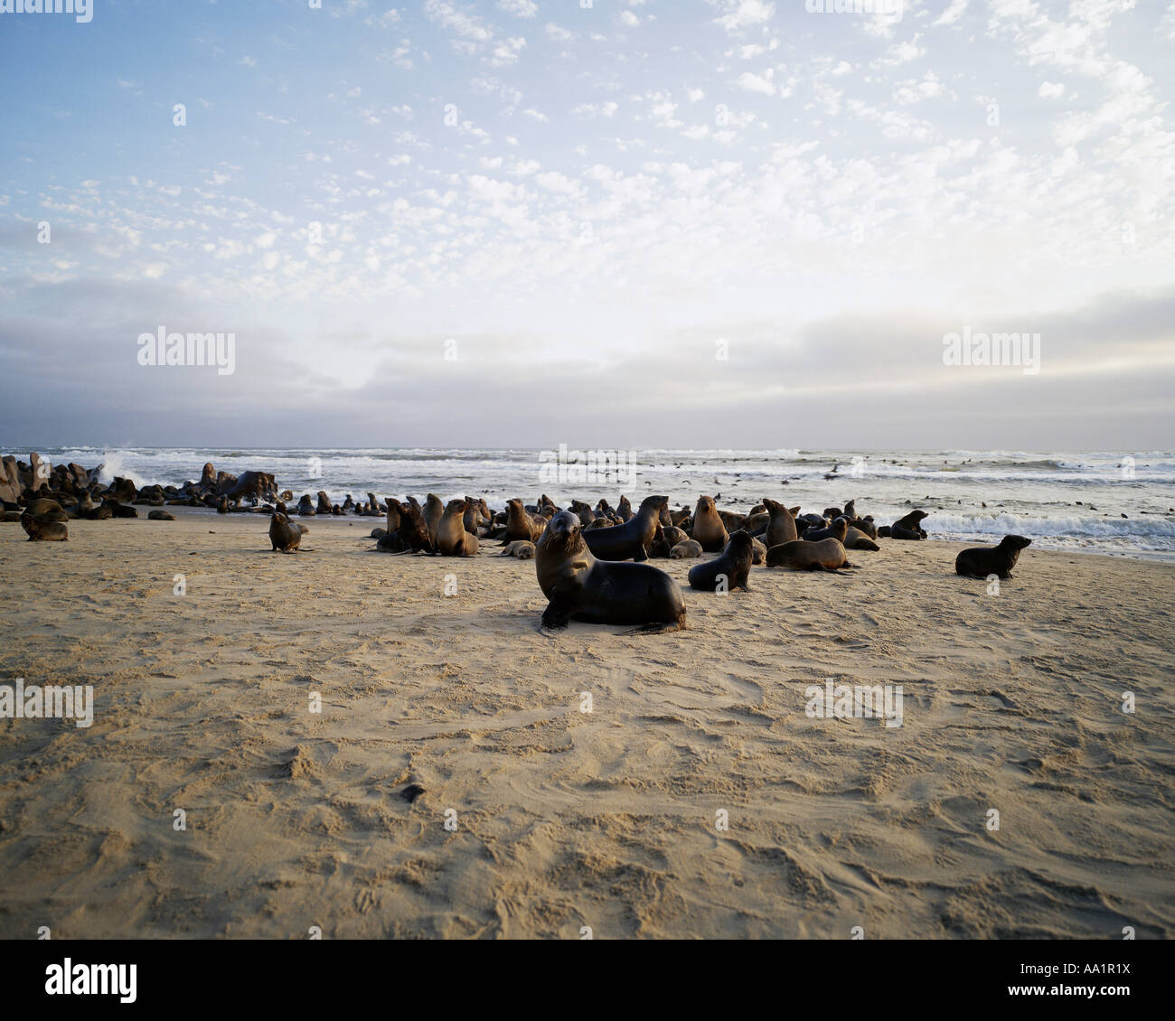 Seals on Beach, Cape Frio, Northern Skeleton Coast, Namibia Stock Photo ...