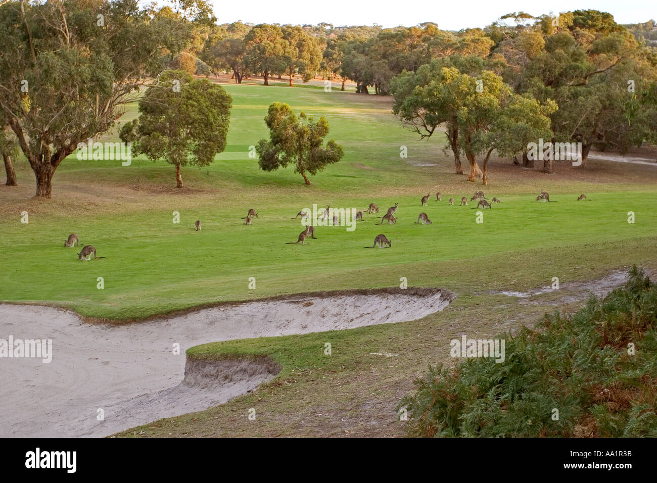 Anglesea golf course a hi-res stock photography and images - Alamy