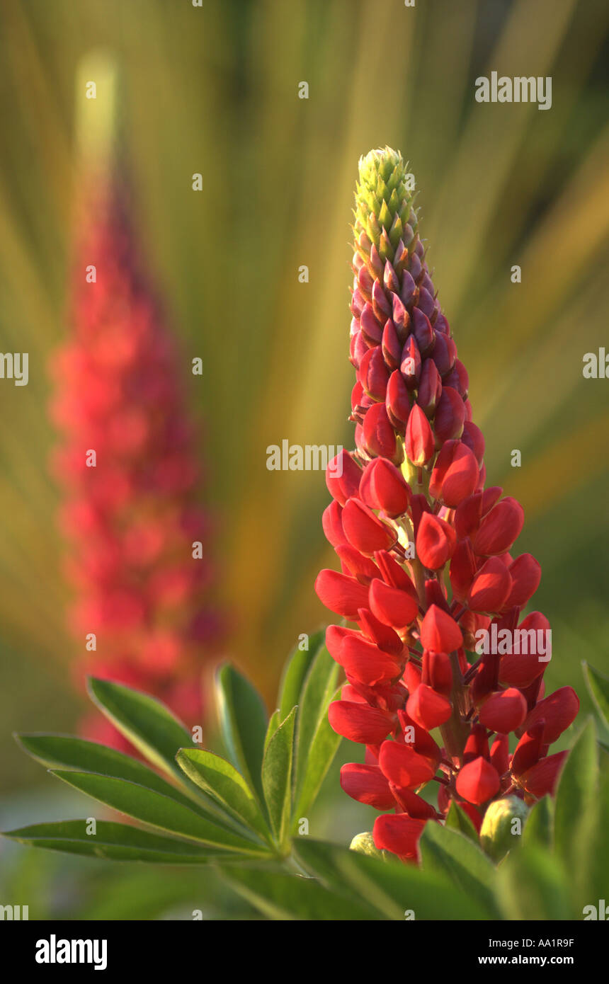 Red Lupin Lupinus Flower Stock Photo - Alamy