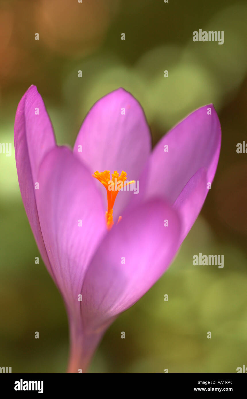 Remembrance crocus hi-res stock photography and images - Alamy