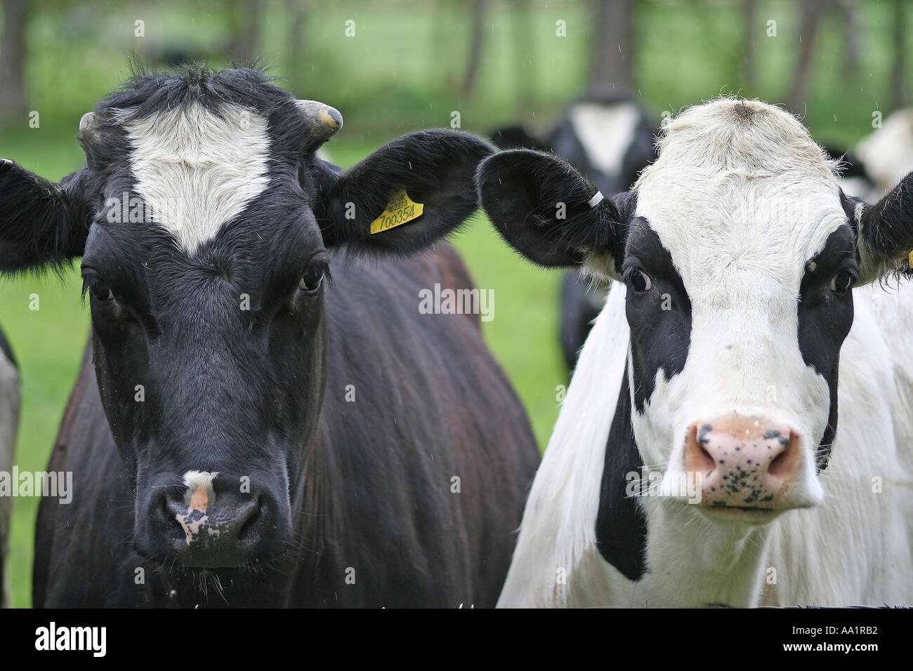 Two cows hi-res stock photography and images - Alamy