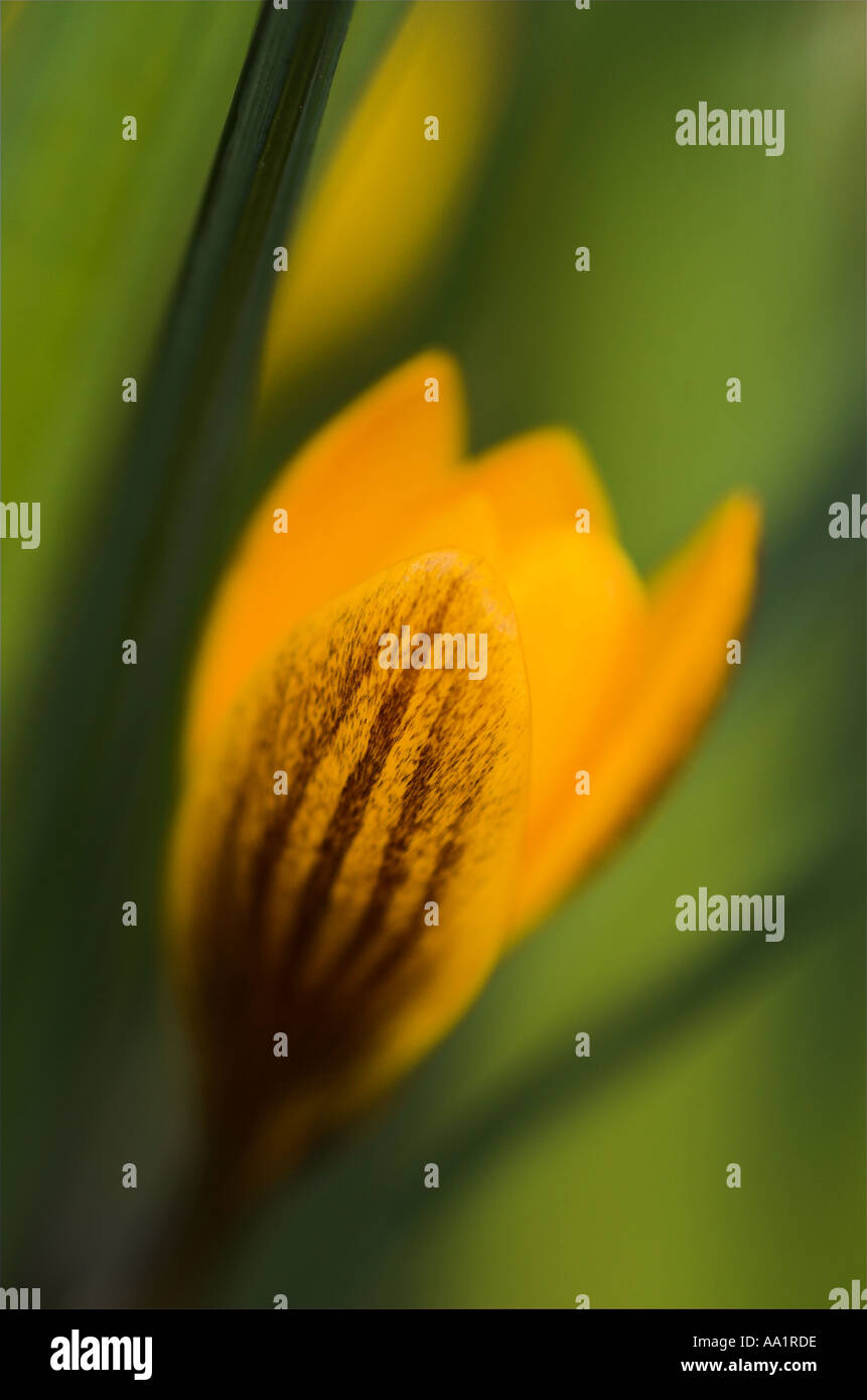 Crocus Angustifolius High Resolution Stock Photography and Images - Alamy