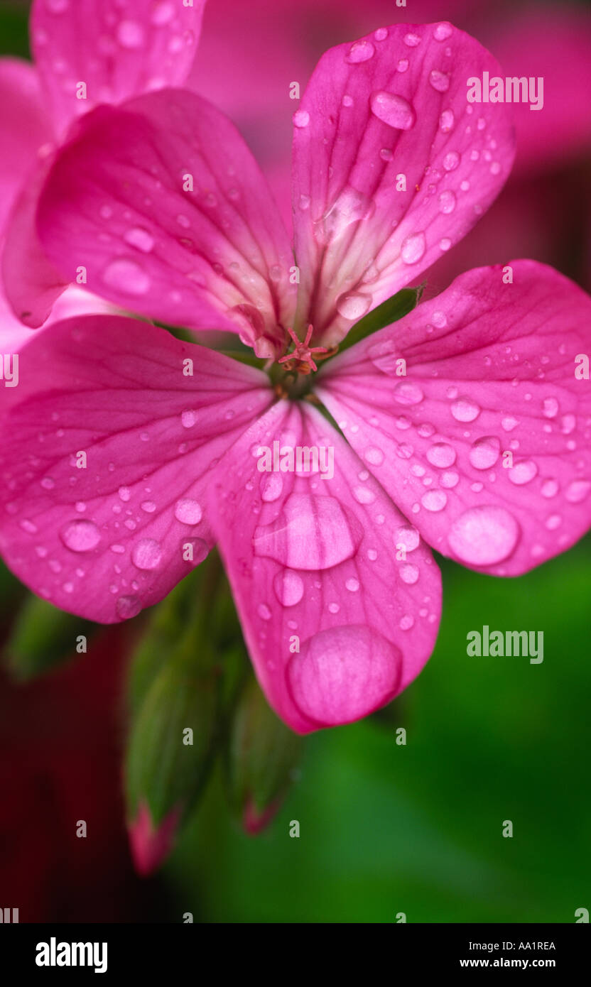 Geranium F2 Hybrid Paint Boxed Mixed Stock Photo - Alamy