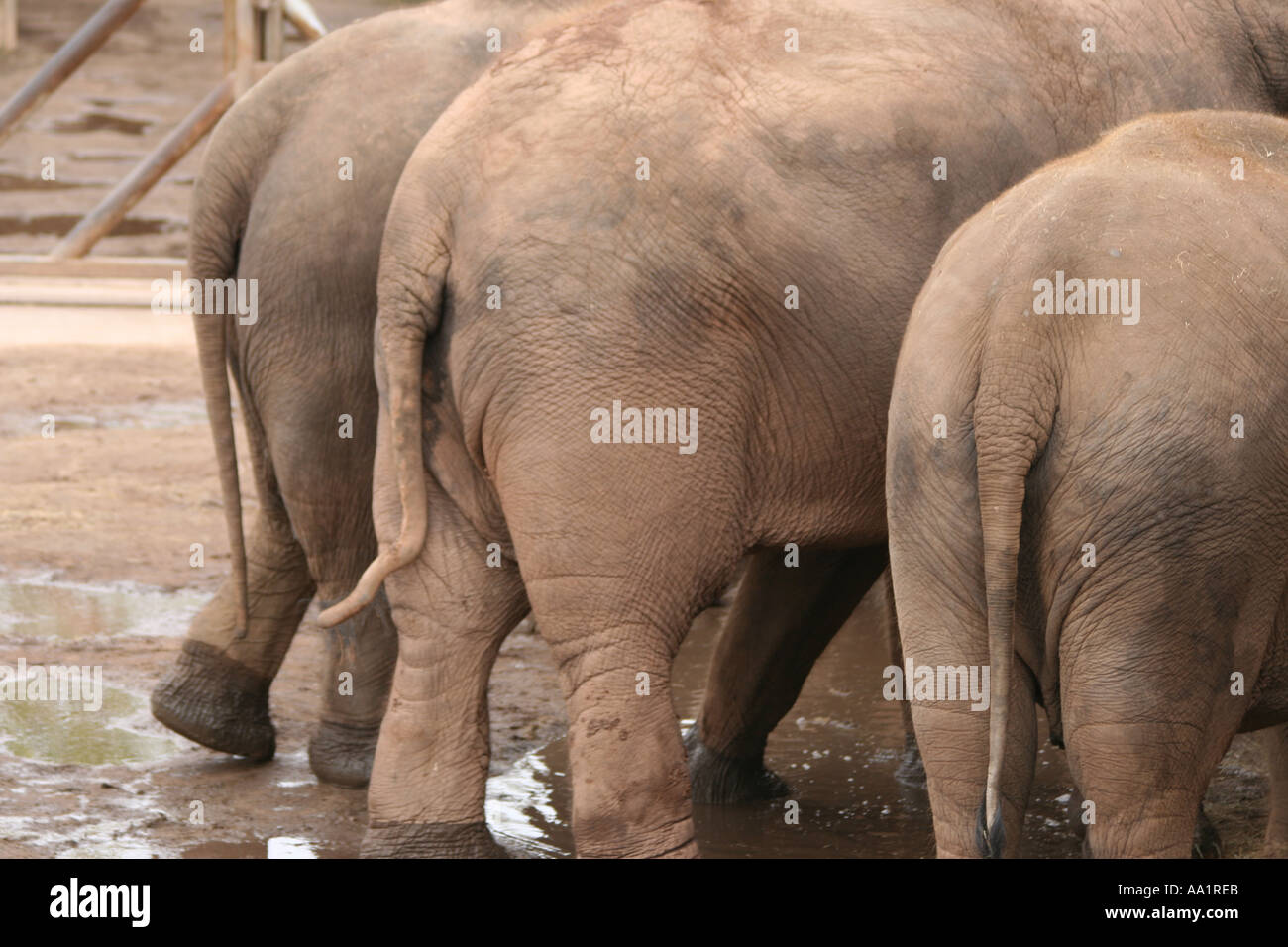 Asian Elephant bottoms Stock Photo - Alamy