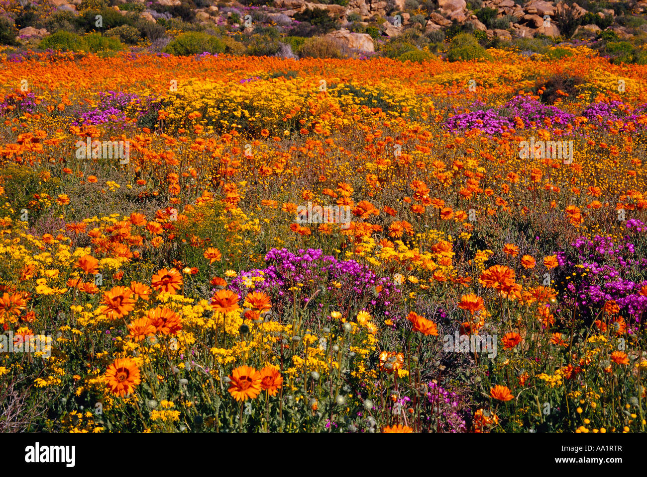 Field of Wildflowers, Near Springbok, Namaqualand, Northern Cape, South ...
