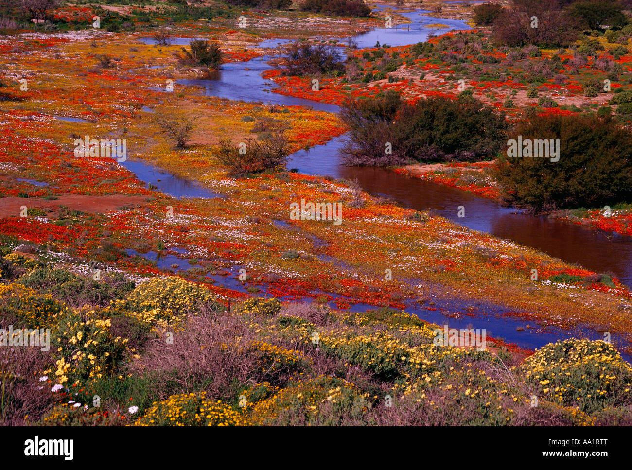 Wildflowers by River, Wallekraal, Namaqualand, Northern Cape, South ...
