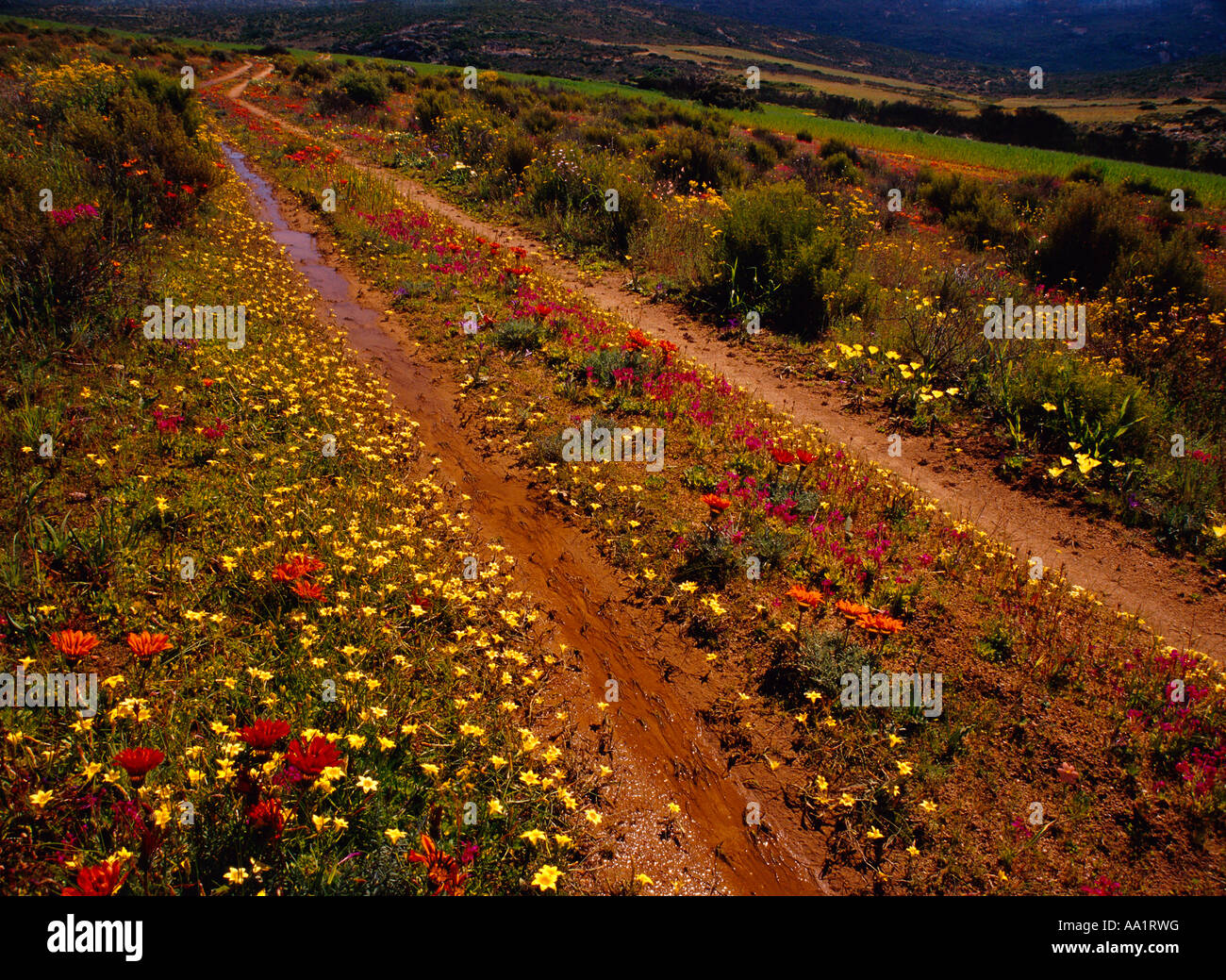 Flowers on Country Road, Namaqualand National Park, Northern Cape ...