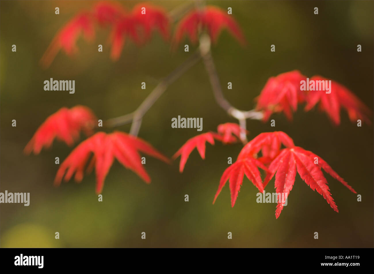 Acer Palmatum chishio improved Stock Photo - Alamy