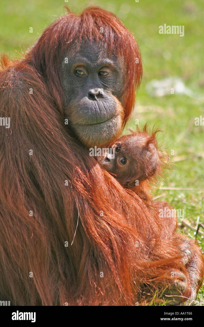 Sumatran Orang utans Stock Photo - Alamy