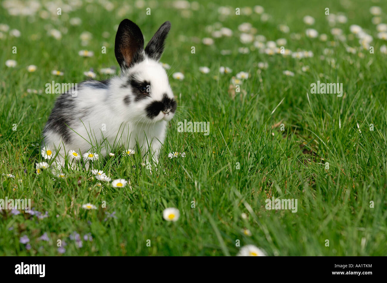 Rabbit in Grass Stock Photo - Alamy