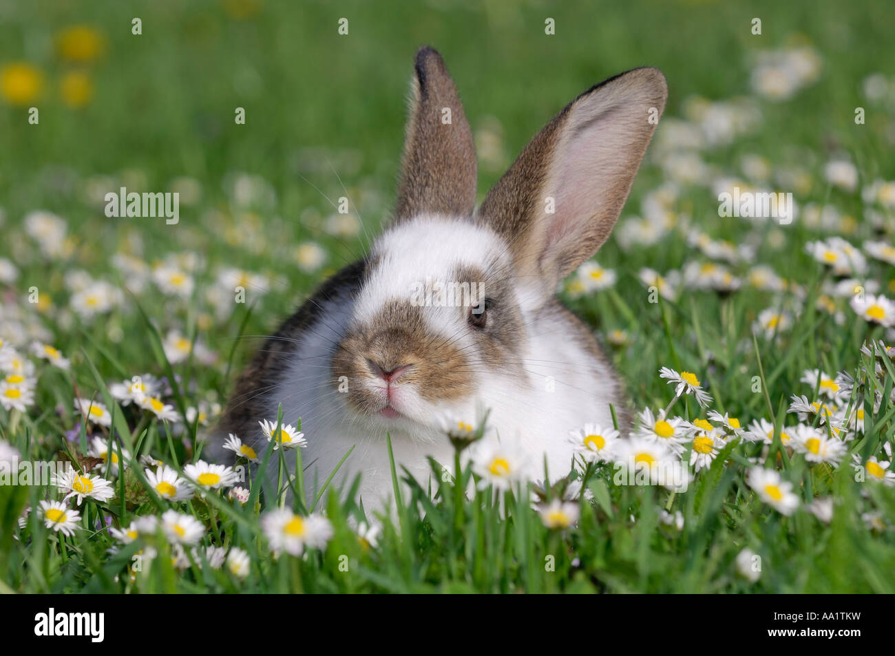 Rabbit in Grass Stock Photo - Alamy