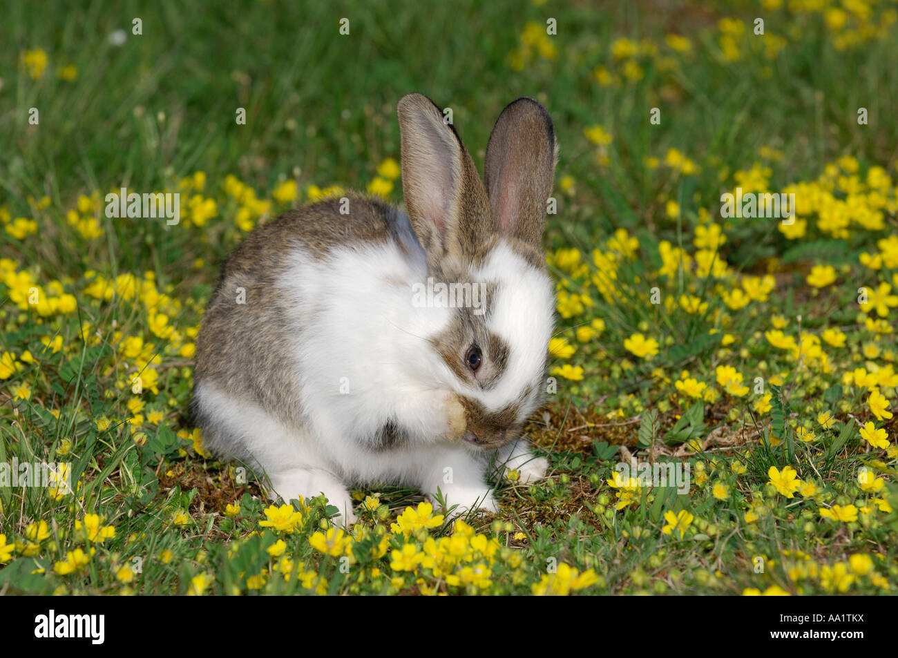 Rabbit in Grass Stock Photo - Alamy