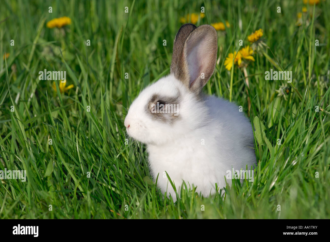 Rabbit in Grass Stock Photo - Alamy