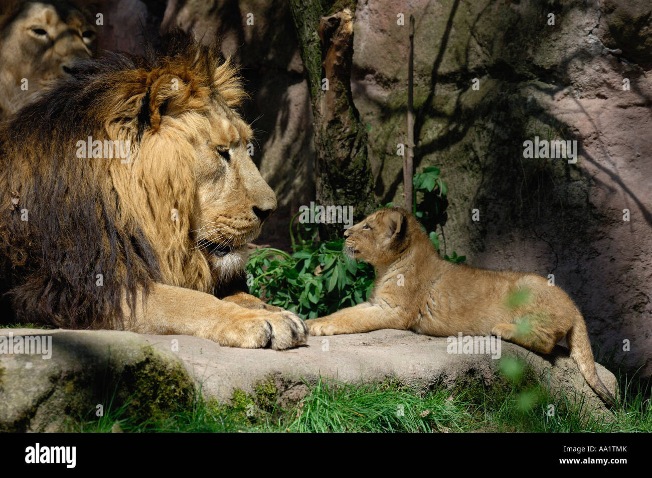 Portrait of Lion and Cub Stock Photo - Alamy
