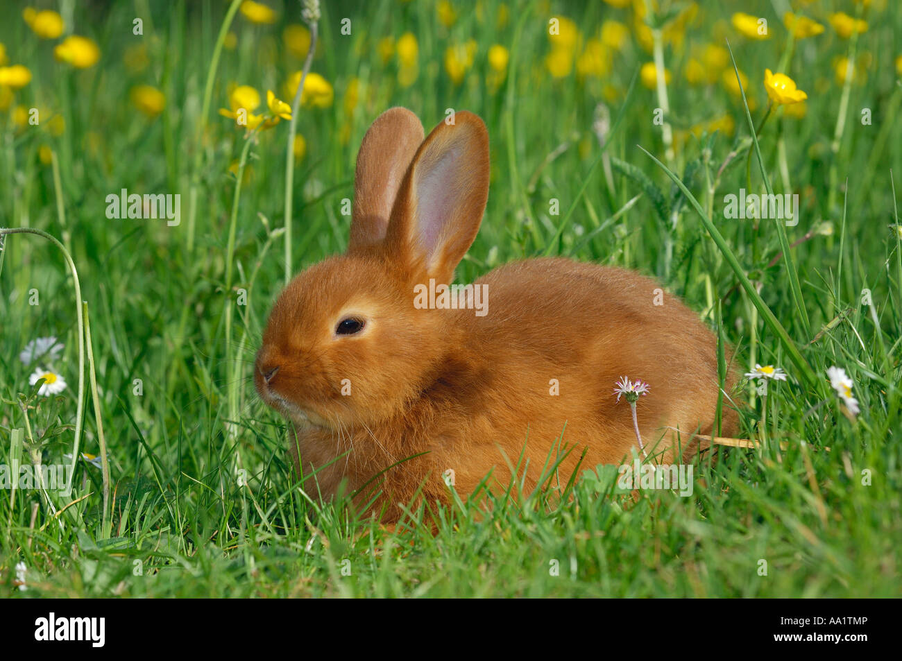 Rabbit in Grass Stock Photo - Alamy