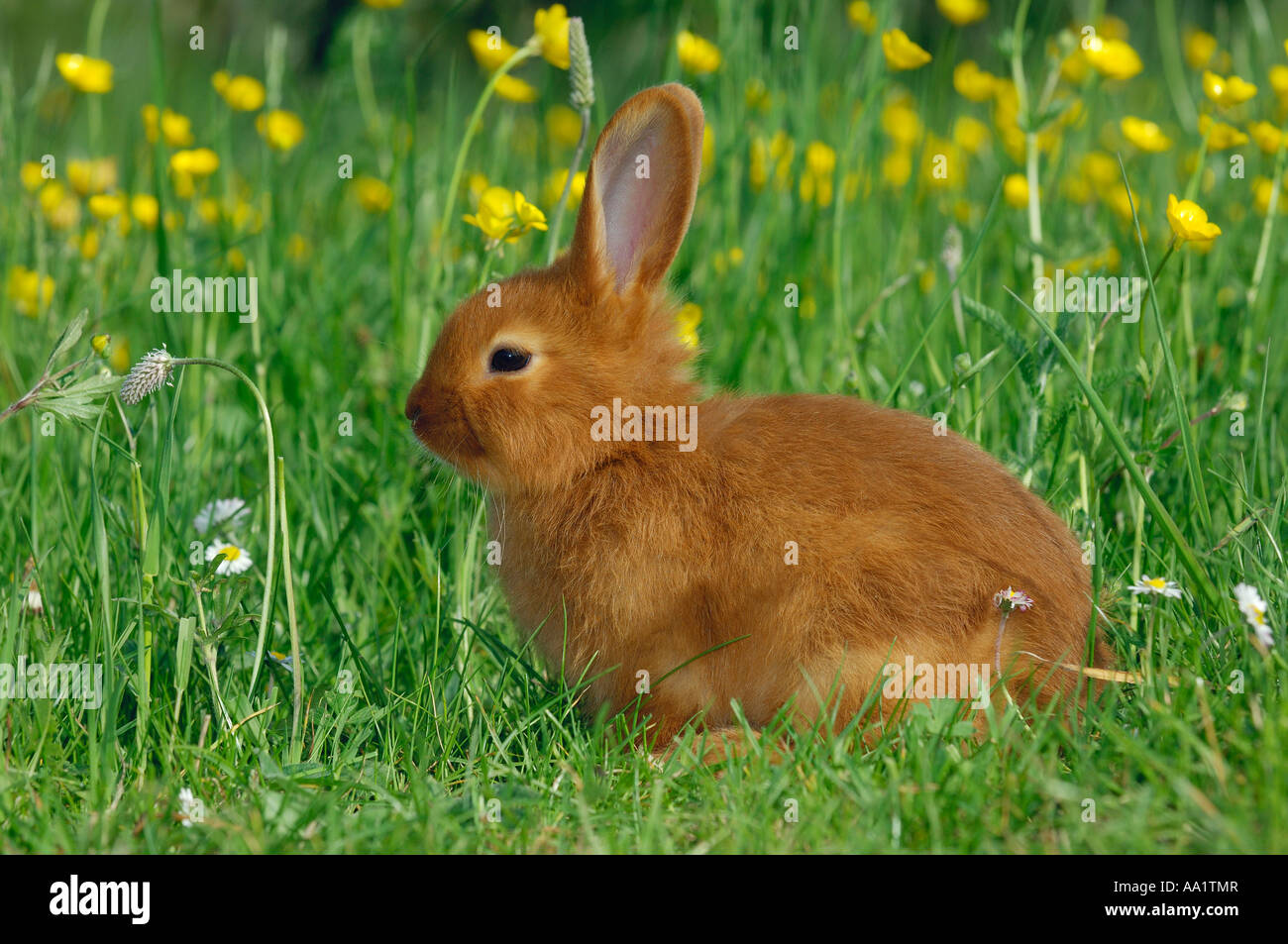 Rabbit in Grass Stock Photo - Alamy