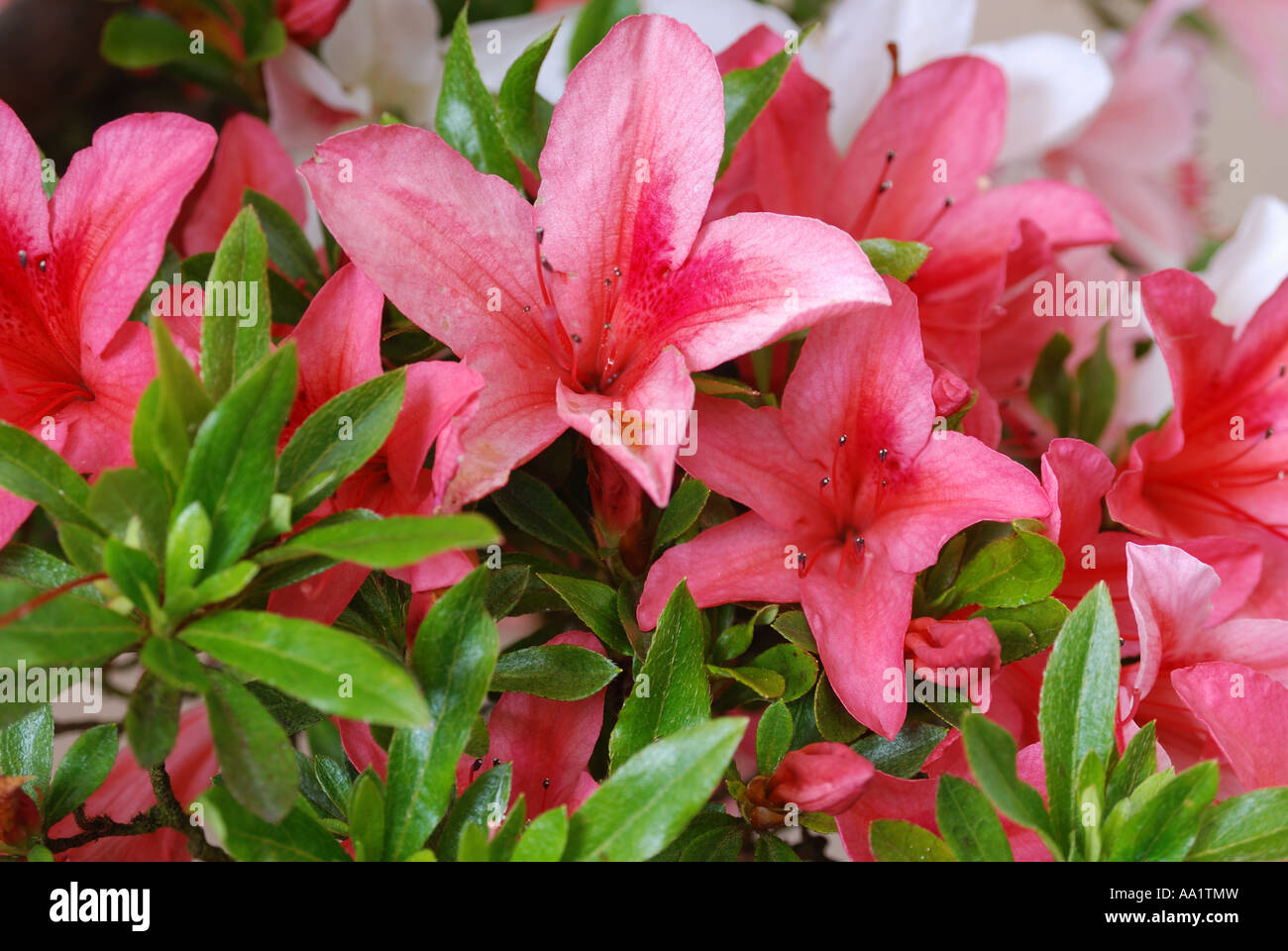 Bonsai Trees Azalea in bloom Stock Photo - Alamy