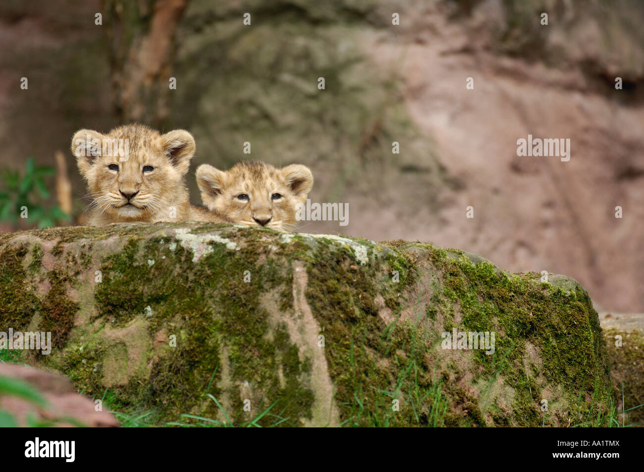 Lion Cubs Peeking Over Rock Stock Photo - Alamy