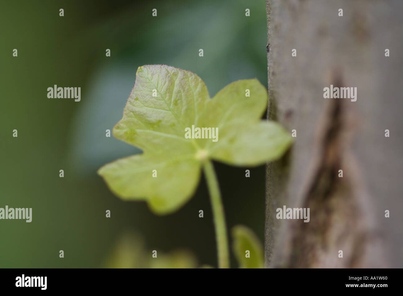 New leaf hi-res stock photography and images - Alamy