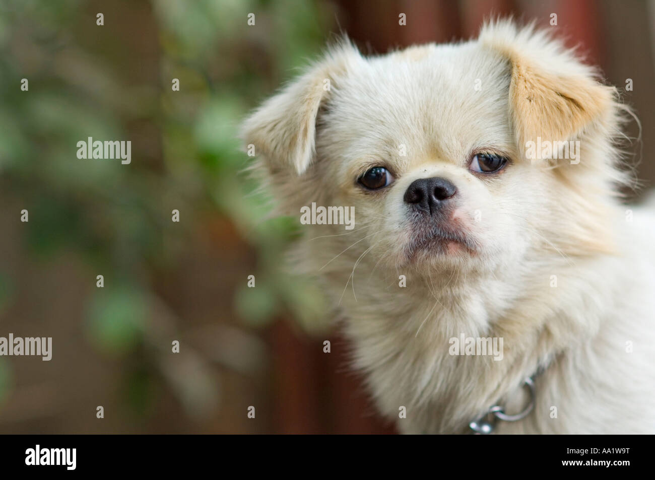 Arrogant dog hi-res stock photography and images - Alamy