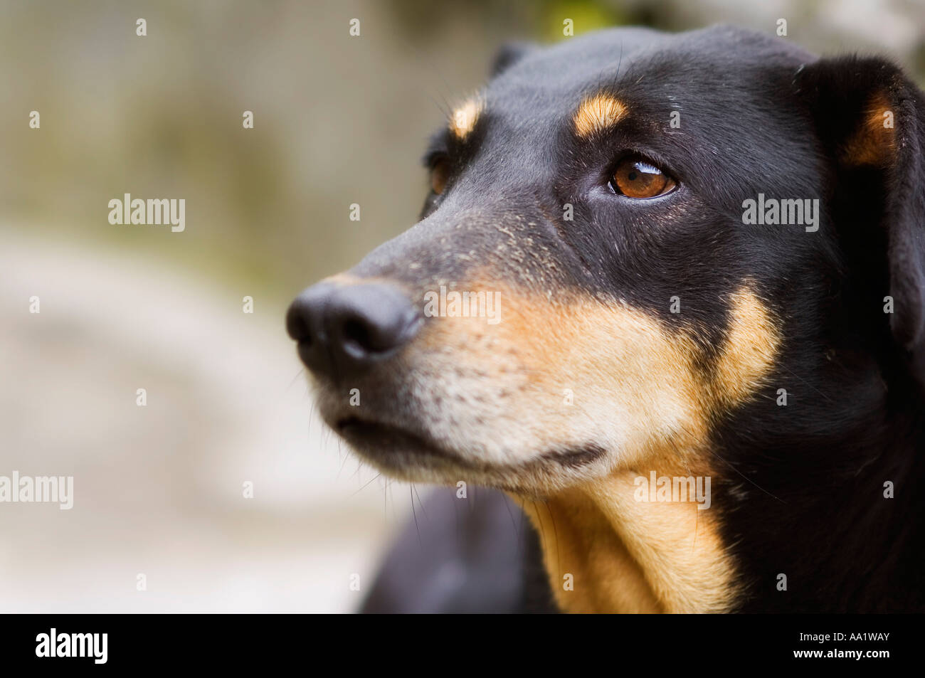 Soft Gazing Dog High Resolution Stock Photography and Images - Alamy
