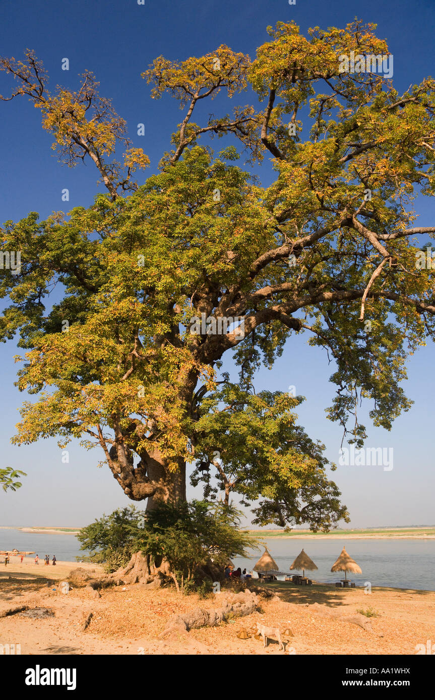 Tree and River Stock Photo - Alamy