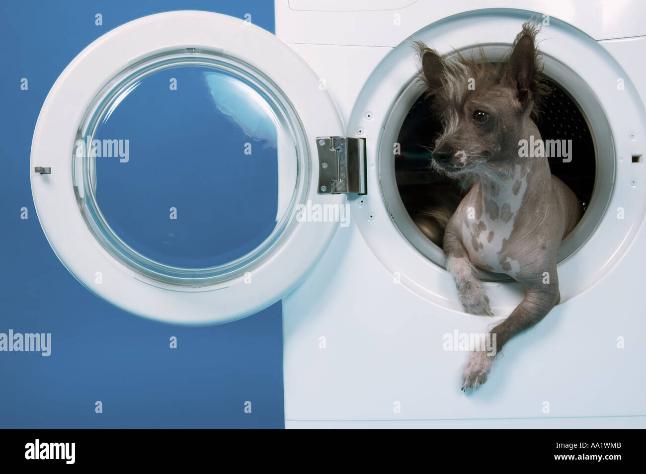 Dog in a washing machine Stock Photo - Alamy