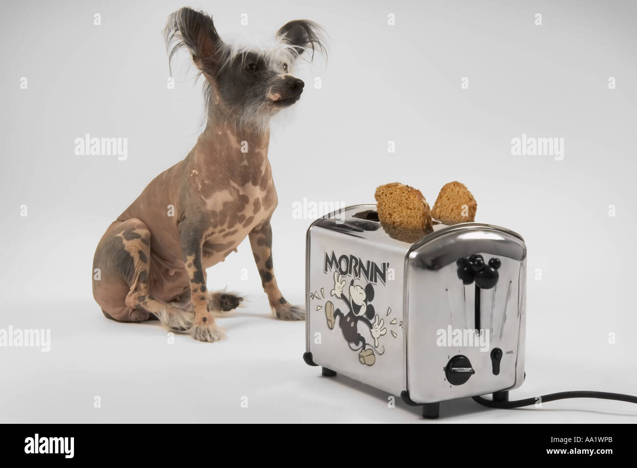 Dog and toaster Stock Photo - Alamy