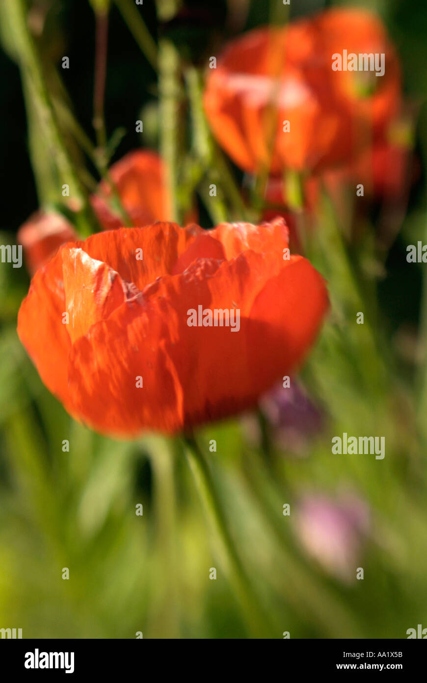 Mohn e hi-res stock photography and images - Alamy