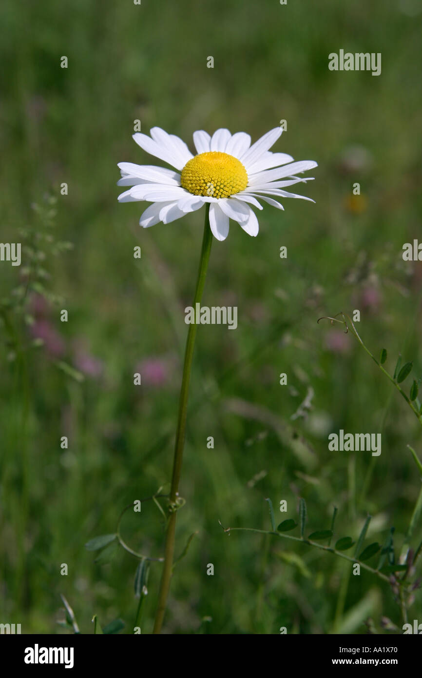 Daisy flower close up Stock Photo - Alamy