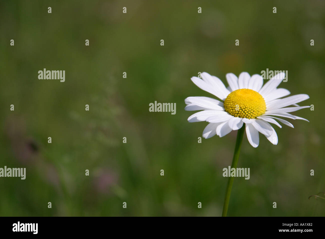 Daisy flower close up Stock Photo - Alamy