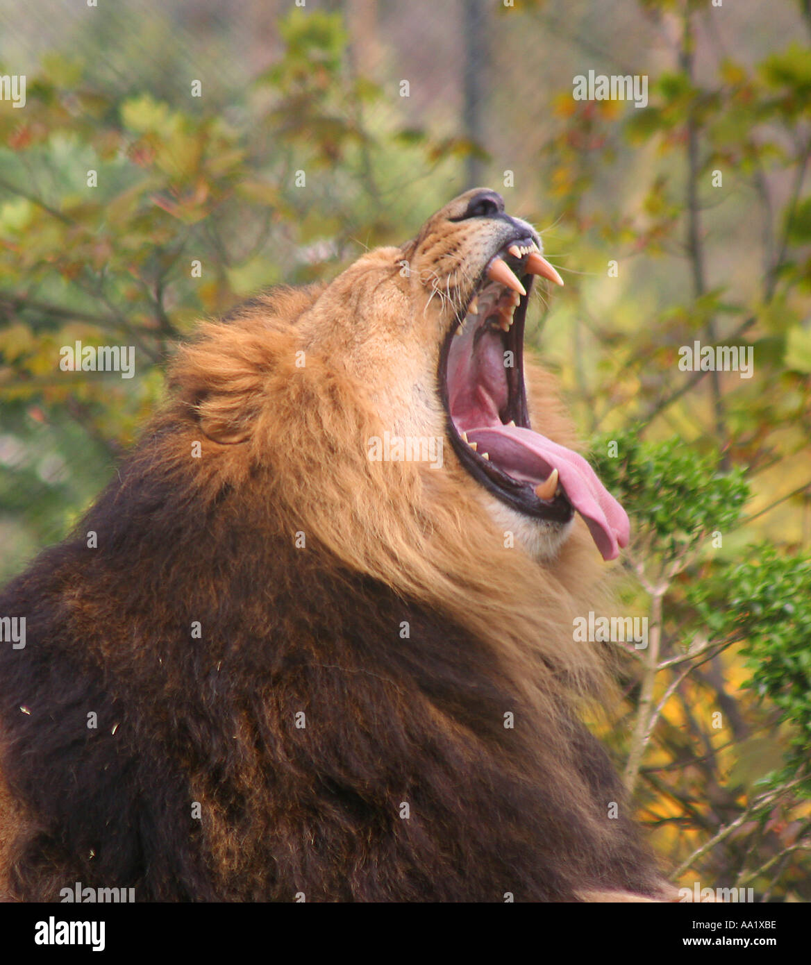 Asiatic Lion roaring Stock Photo - Alamy