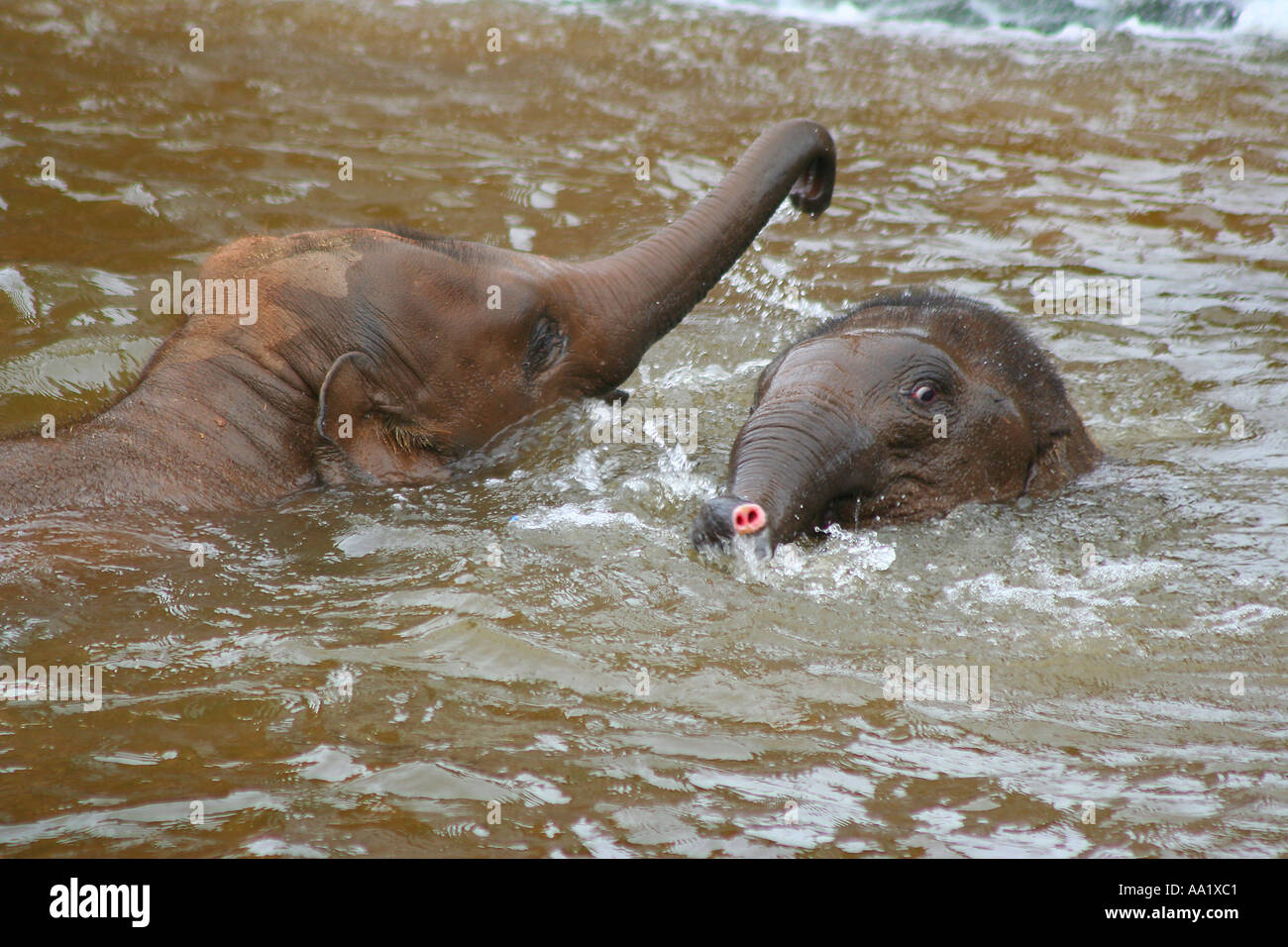 Baby Asian elephants playing in water Stock Photo - Alamy